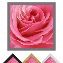 Bilderwelten Bild mit Rahmen - Quadrat Lustful Pink Rose