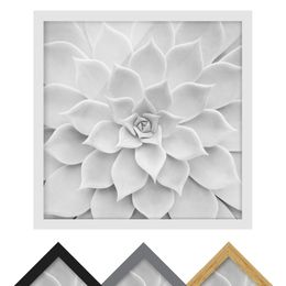 Bilderwelten Bild mit Rahmen Blumen schwarz weiss Tropisch inkl. Rahmung - Kaktus Sukkulente - Pflanzen Wohnzimmer Schlafzimmer