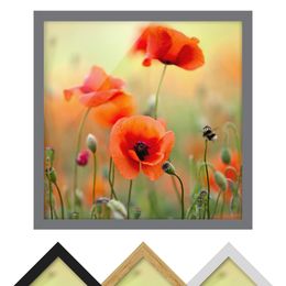 Bilderwelten Bild mit Rahmen - Quadrat Roter Sommermohn