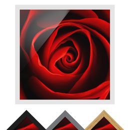 Bilderwelten Bild mit Rahmen Blumen rot Motiv inkl. Rahmung - Liebliche Rose - Rose Wohnzimmer Schlafzimmer