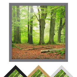 Bilderwelten Bild mit Rahmen - Quadrat Mighty Beech Trees