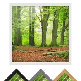 Bilderwelten Bild mit Rahmen Wald gr&uuml;n Motiv 3D-Effekt - Mighty Beech Trees - B&auml;ume Wohnzimmer Schlafzimmer