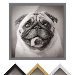 Bilderwelten Bild mit Rahmen - Quadrat Lustiger Mops