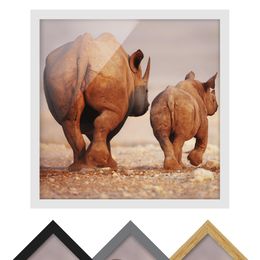 Bilderwelten Bild mit Rahmen - Quadrat Wandering Rhinos
