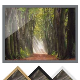 Bilderwelten Bild mit Rahmen - Querformat Herrlicher Tag im Wald