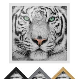 Bilderwelten Bild mit Rahmen Tiere schwarz weiss Motiv inkl. Rahmung - Wei&szlig;er Tiger - Tiger Wohnzimmer Schlafzimmer