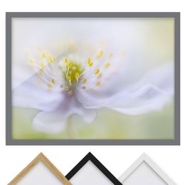 Bilderwelten Bild mit Rahmen - Querformat Anemonen Schönheit