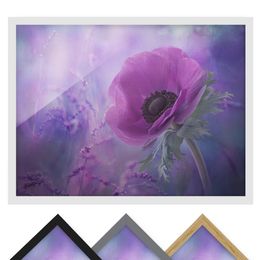 Bilderwelten Bild mit Rahmen Blumen violett Motiv inkl. Rahmung - Anemonenbl&uuml;te in Violett - Deko Wohnzimmer Schlafzimmer