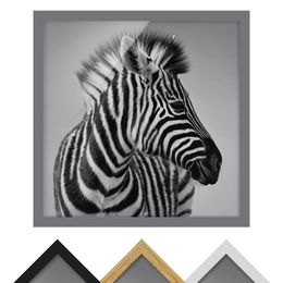 Bilderwelten Bild mit Rahmen - Quadrat Zebra Baby Portrait II