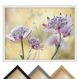 Bilderwelten Bild mit Rahmen - Querformat Astrantia Major