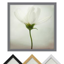 Bilderwelten Bild mit Rahmen - Quadrat Wei&szlig;e Cosmea