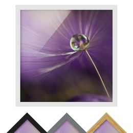 Bilderwelten Bild mit Rahmen Blumen violett Motiv inkl. Rahmung - Pusteblume in Violett - Pusteblume Wohnzimmer Schlafzimmer