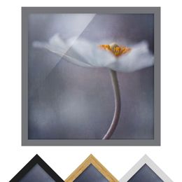 Bilderwelten Bild mit Rahmen - Quadrat Wei&szlig;e Anemonenbl&uuml;te