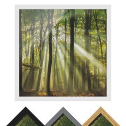 Bilderwelten Bild mit Rahmen Wald gr&uuml;n Motiv inkl. Rahmung - Sonnentag im Wald - B&auml;ume Wohnzimmer Schlafzimmer