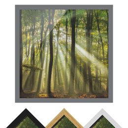 Bilderwelten Bild mit Rahmen - Quadrat Sonnentag im Wald