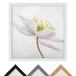 Bilderwelten Bild mit Rahmen Blumen weiss Motiv inkl. Rahmung - Nemorosa - Deko Wohnzimmer Schlafzimmer