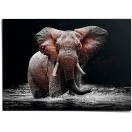 Poster Reinders, B:140cm H:100cm T:0,1cm, schwarz, Papier, Bilder, "Elefant"