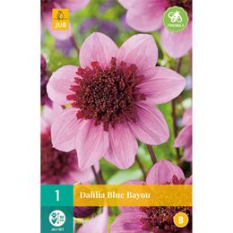 Anemonen-Dahlie 'Blue Bayou' - 1 Stück Liefergröße: Zwiebelgröße I