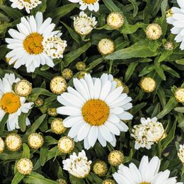 Niedrige Margerite 'Western Star' Lieferform: Im 9 cm Topf