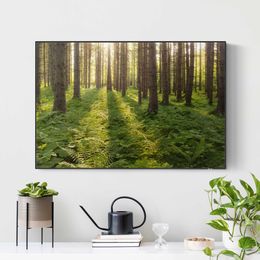 Akustik-Wechselbild Sonnenstrahlen in gr&uuml;nem Wald
