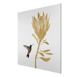 Bilderwelten Alu-Dibond Outdoor Bild Kolibri und tropische goldene Bl&uuml;te