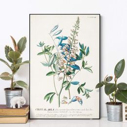 Wechselbild Vintage Botanik Illustration H&uuml;lsenfr&uuml;chte