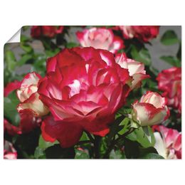 Wandbild Artland "Rot weiße Rosenblüte", beige (farbe bild(er): naturfarben), B:40cm H:30cm T:0,1cm, Papier, Bilder, als Poster, Wandaufkleber in verschied. Größen
