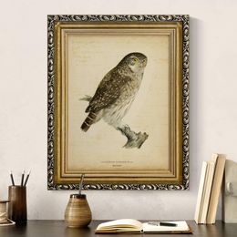 Bilderwelten Bild mit Barockrahmen Antik Tiere Vintage Barock braun - Vintage Zeichnung Sperlingskauz - Retro Wohnzimmer Schlafzimmer