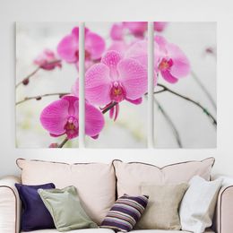 Bilderwelten 3-teiliges Leinwandbild - Querformat Nahaufnahme Orchidee
