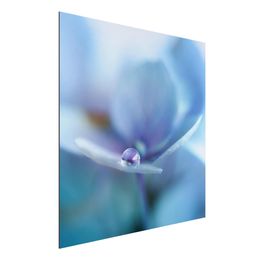 Bilderwelten Alu-Dibond Outdoor Bild Wassertropfen Hortensienbl&uuml;te