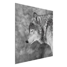 Bilderwelten Alu Dibond Outdoor Bild Tiere schwarz weiss Motiv wetterfest - Winter Wolf - Deko Wohnzimmer Schlafzimmer