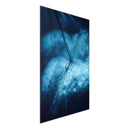 Bilderwelten Alu Dibond Outdoor Bild Blumen blau Motiv wetterfest - Blaue Pusteblume im Regen - Pusteblume Wohnzimmer Schlafzimmer