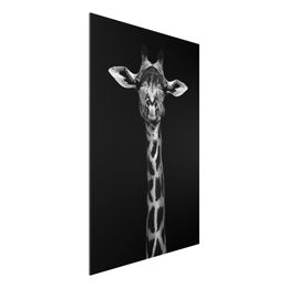 Bilderwelten Alu Dibond Outdoor Bild Tiere schwarz weiss Motiv wetterfest - Dunkles Giraffen Portrait - Giraffen Wohnzimmer Schlafzimmer