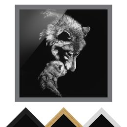 Bilderwelten Bild mit Rahmen - Quadrat Wolf vor Schwarz