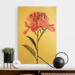 Bilderwelten Leinwandbild - Hochformat Bl&uuml;hende Pfingstrose Pink auf Wei&szlig;