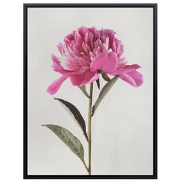 Bilderwelten Leinwandbild - Hochformat Bl&uuml;hende Pfingstrose Pink auf Wei&szlig;