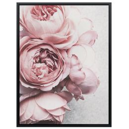 Bilderwelten Leinwandbild - Hochformat Rosa Pfingstrosenbl&uuml;ten Shabby Pastell