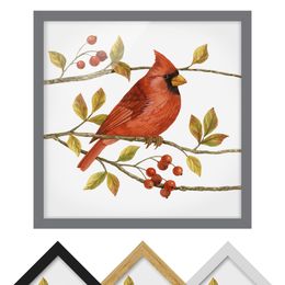 Bilderwelten Bild mit Rahmen - Quadrat V&ouml;gel und Beeren - Rotkardinal