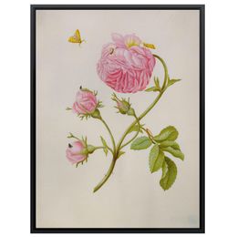 Bilderwelten Leinwandbild - Hochformat Anna Maria Sibylla Merian - Buschr&ouml;schen mit Miniermotte