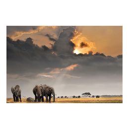 Bilderwelten Fototapete Elefanten der Savanne
