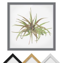 Bilderwelten Bild mit Rahmen - Quadrat Luftpflanze Aquarell II
