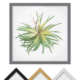 Bilderwelten Bild mit Rahmen - Quadrat Luftpflanze Aquarell III