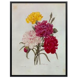 Bilderwelten Leinwandbild - Hochformat Pierre Joseph Redout&eacute; - Nelken