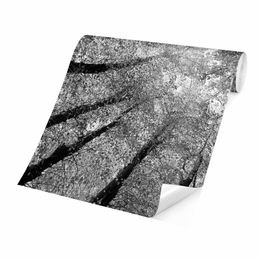 Fototapete 3D-Optik B&auml;ume des Lebens II