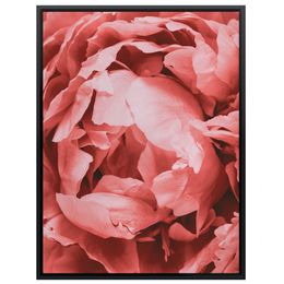 Bilderwelten Leinwandbild - Hochformat Pfingstrose Bl&uuml;te Koralle