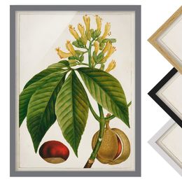 Bilderwelten Bild mit Rahmen - Hochformat Tableau Blatt Bl&uuml;te Frucht VI