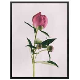 Bilderwelten Leinwandbild - Hochformat Pfingstrose Pink auf Wei&szlig;