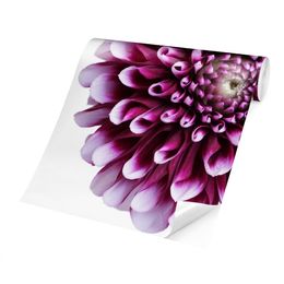 Fototapete Blumen Aster