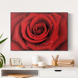 Akustik-Wechselbild Rote Rose mit Wassertropfen