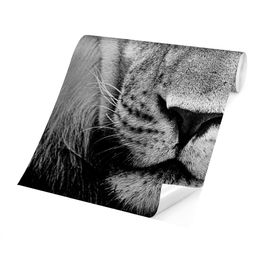 Fototapete Tiere Alter L&ouml;we